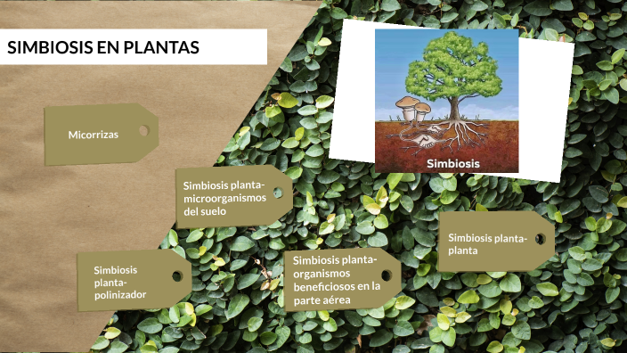 Simbiosis en plantas by Danna Paola on Prezi