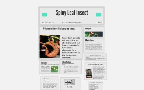 Spiny Leaf Insect by Meg Polley on Prezi