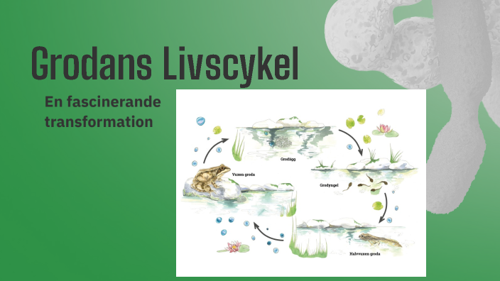 Grodans Livscykel by Albin Jonasson on Prezi