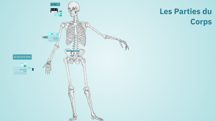 Les Parties du Corps by MAANVI SHARMA 2323838 on Prezi