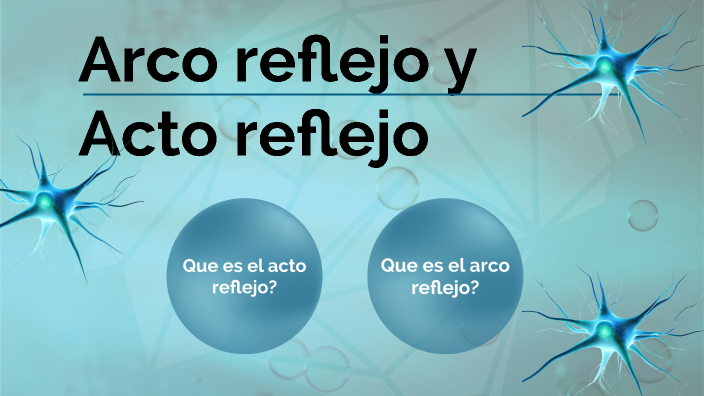 Acto reflejo y arco reflejo by Olaia Guemberena Alcuaz on Prezi