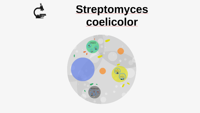 Streptomyces coelicolor by Kenia Raquel Moctezuma Viera on Prezi