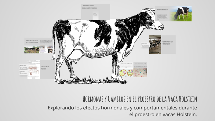 Hormonas y Cambios en el Proestro de la Vaca Holstein by Santiago ...