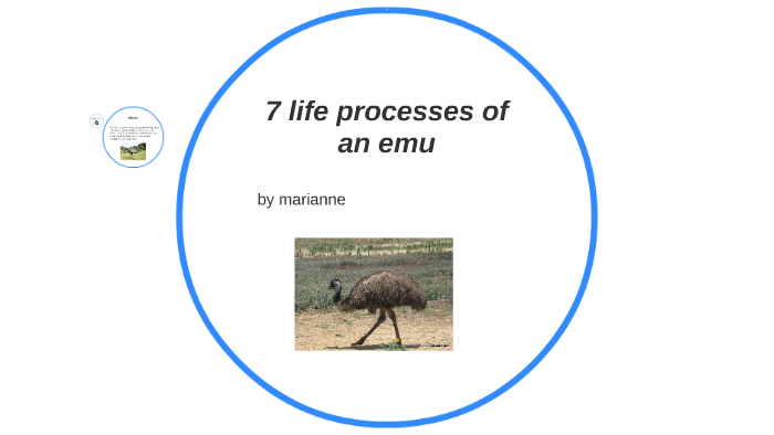 7 life processes of an emu by ashley brehaut on Prezi