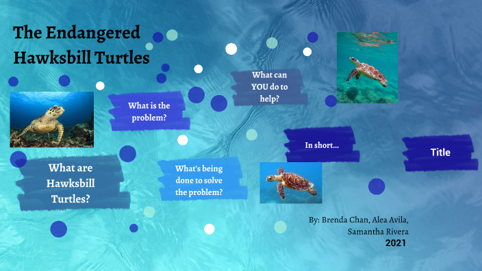 The Endangered Hawksbill Sea Turtles by BRENDA CHAN on Prezi
