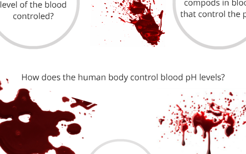 How does the human body control blood pH levels? by Jane Julia on Prezi