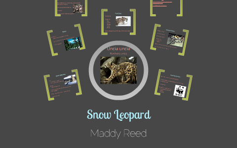 Endangered Species: Snow Leopard by Madeline Reed on Prezi