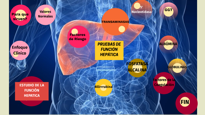 Pruebas de Función Hepática by Héctor Bermúdez on Prezi