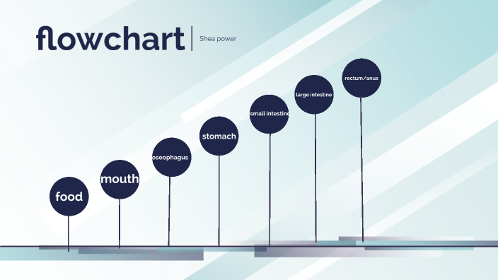 biology flowchart by Shea Power on Prezi