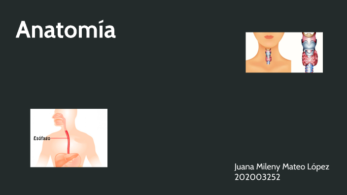 Anatomia Traquea and esofago by Mily Mateo López on Prezi
