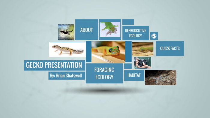 GECKO PRESENTATION by Brian Shatswell on Prezi