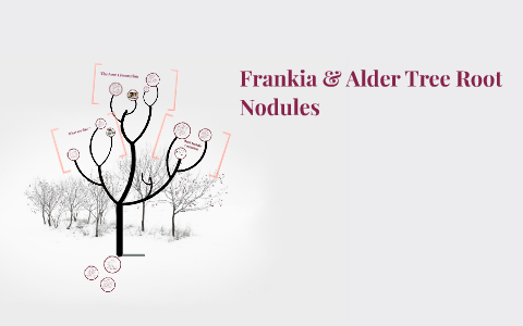 Frankia & Alder Tree Root Nodules by Aidan Murrah on Prezi