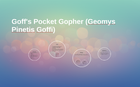 Goff's Pocket Gopher (Geomys Pinetis Goffi) by Teana Garcia on Prezi