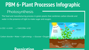 PBM 6- Plant Processes Infographic by Genesis Calderon-Osorio on Prezi ...