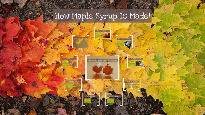 How Maple Syrup Is Made by Pooja Goddess on Prezi