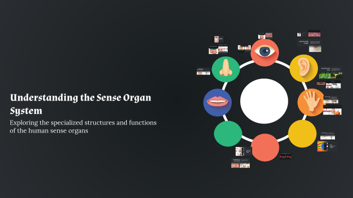 Understanding the Sense Organ System by Noorkalam Sekh on Prezi