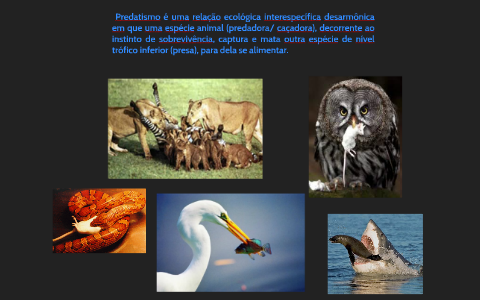 Predatismo é uma relação ecológica interespecífica desarmôn by Thatyane ...