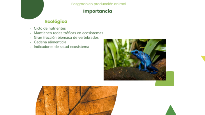 ANFIBIOS by Maria Guadalupe Miranda Meraz on Prezi