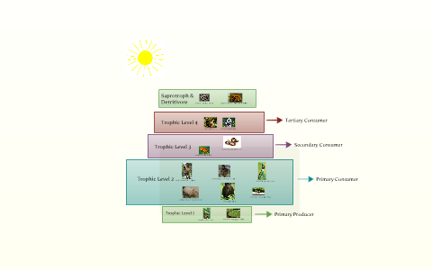 Amazon Rainforest Food Web by Adeline P on Prezi
