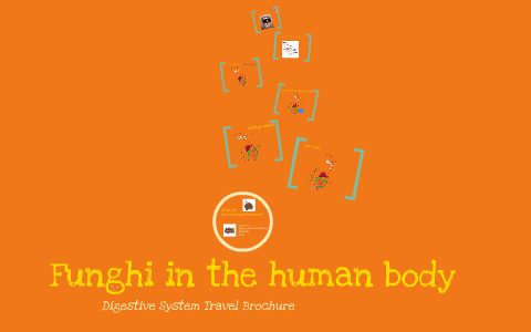 Digestive System Travel Brochure by Joanna Ding on Prezi