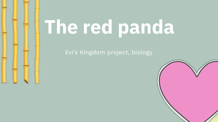 Red panda biology by Evi Maasland on Prezi