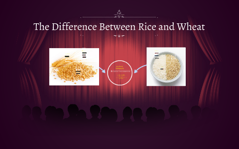 The Difference Between Rice and Wheat by michael denahy on Prezi