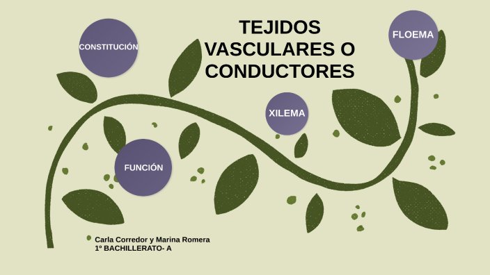 TEJIDOS CONDUCTORES O VASCULARES by Carla Corredor on Prezi