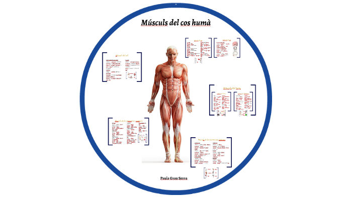 Músculs del cos humà by Paula Grau on Prezi