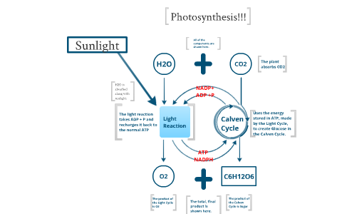 Photosynthesis! by Christopher Beller on Prezi
