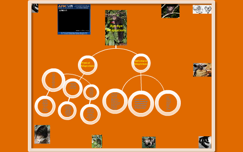 The Animal Adaptations - Aye-Aye by Danny malin on Prezi