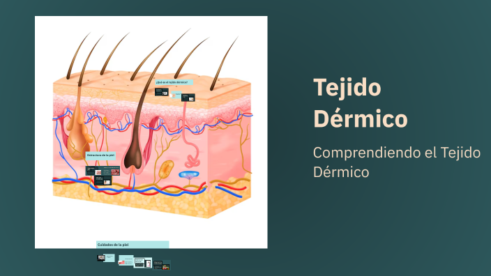 Tejido Dérmico by nestor castrillon on Prezi