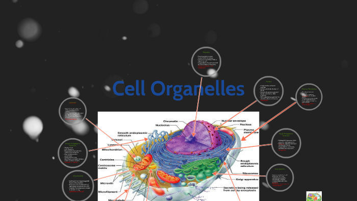 Cell Organelles For Dummies by on Prezi