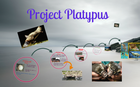 the platypus life cycle by project platypus on Prezi