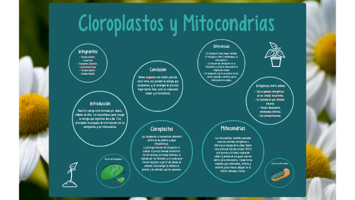 Cloroplastos y Mitocondrias by Evi Glavinich on Prezi