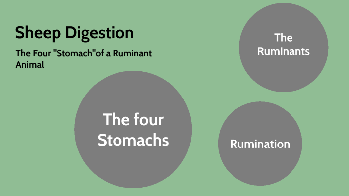 Sheep Digestive System by Liv Armstrong on Prezi