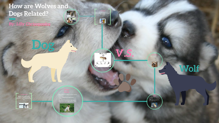 How are Dogs and Wolves Related? by Lilly Chrisopoulos on Prezi