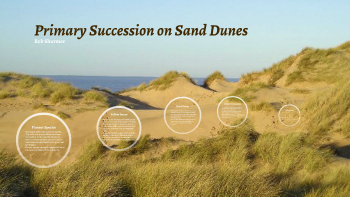 Primary Succession on Sand Dunes by Rob Shurmer on Prezi