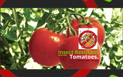 Bio Insect Resistant Tomatoes Presentation by Arth Patel