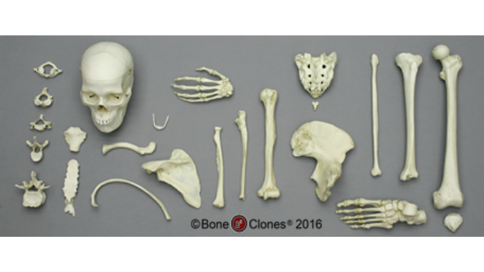 Phosphate and the Human Body by Grayson Wiggins