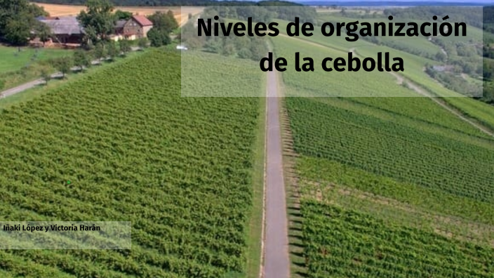 Nivel de organización de la cebolla by victoria haran on Prezi