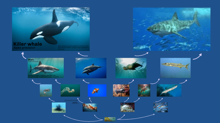 Understanding Food Webs by Ryan Falkiner on Prezi