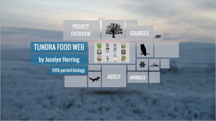 tundra food web project by Jocelyn Herring on Prezi