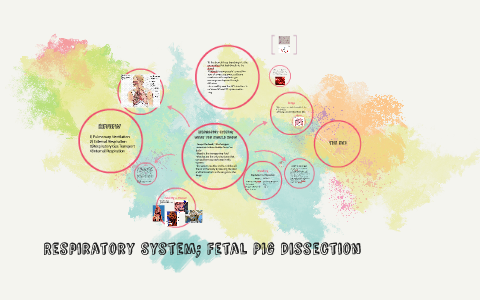 Respiratory System; Fetal Pig Dissection by Brooke Fitzgerald on Prezi