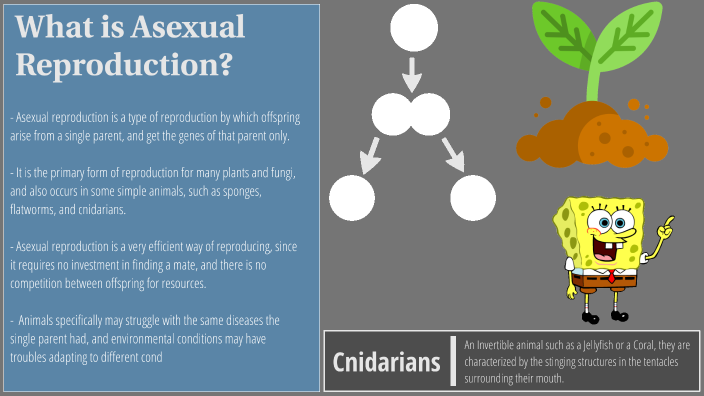 Asexual Reproduction Project by Ryan Nickerson on Prezi