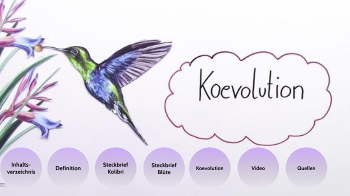 Koevolution Kolibri und Blüte by Seyda Ceylan on Prezi