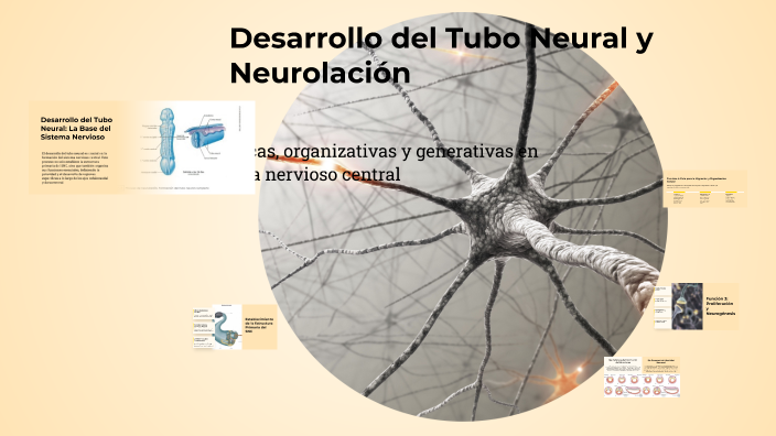 Desarrollo del Tubo Neural y Neurolación by Nayeli A.S on Prezi