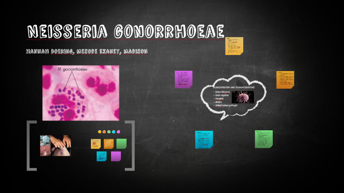 Neisseria gonorrhoeae by Hannah Doering on Prezi