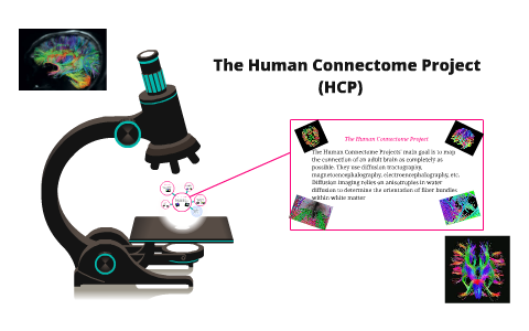 Human Connectome Project by Calla McCormack on Prezi
