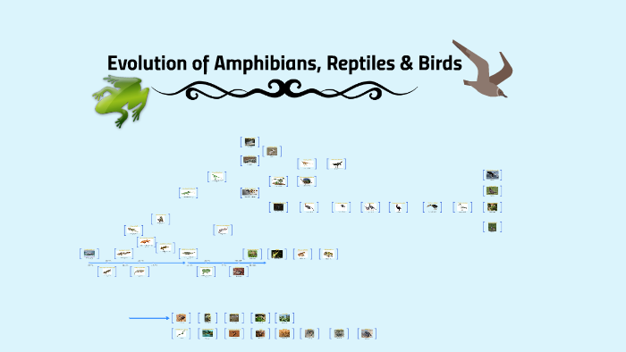 Evolution of Amphibians, Reptiles & Birds by p r