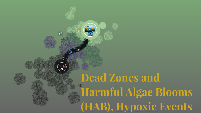 Dead Zones and Harmful Algae Blooms (HAB), hypoxic Events by Rebekah ...